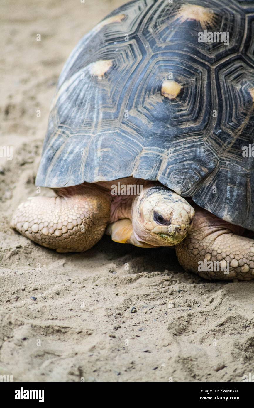 Detailed tortoise hi-res stock photography and images - Alamy