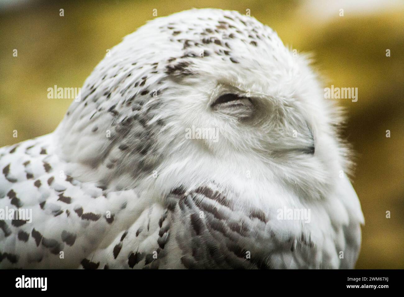 Close up of Snowy Owl face Stock Photo - Alamy