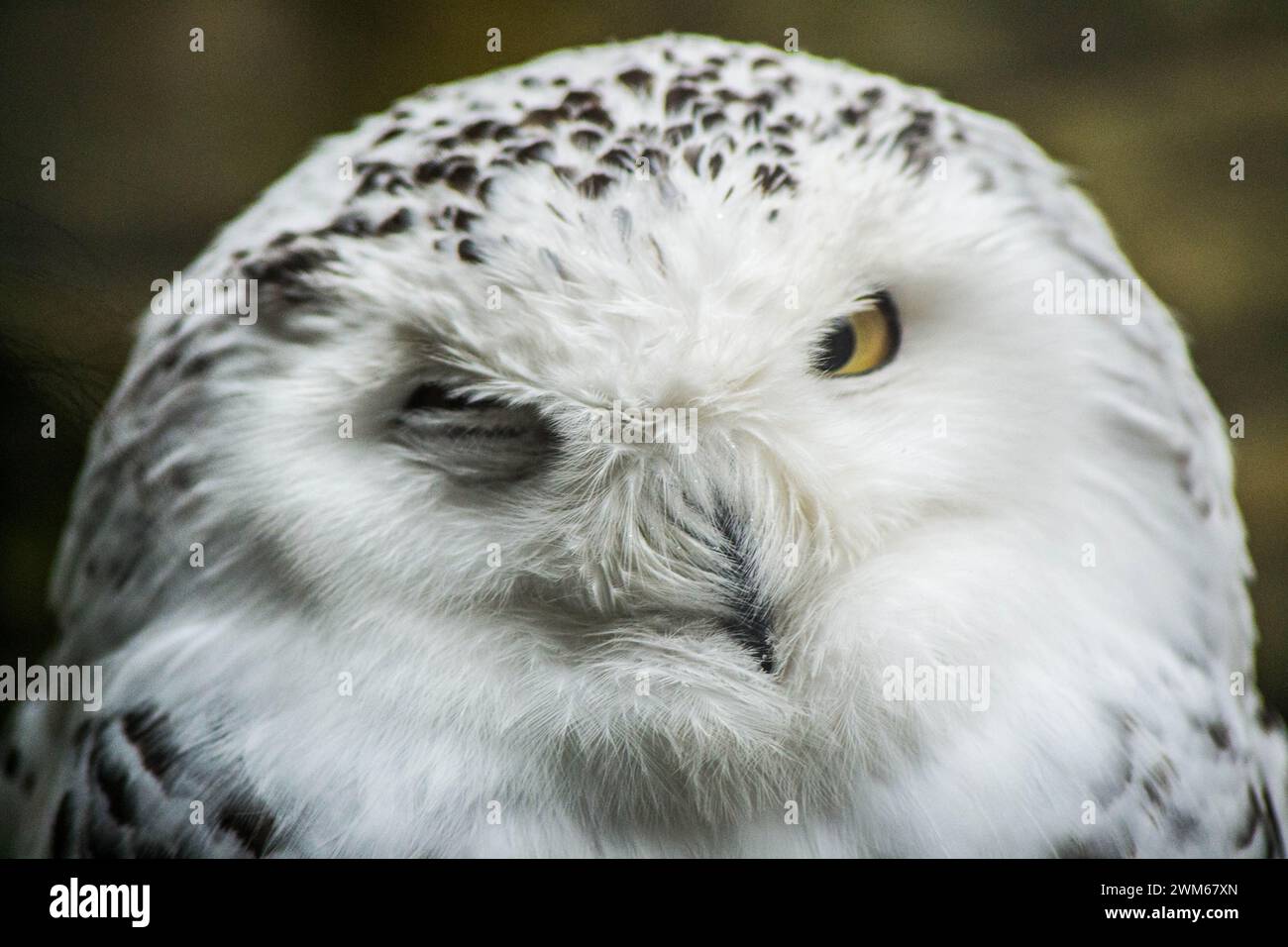 Close up of owl face hi-res stock photography and images - Alamy