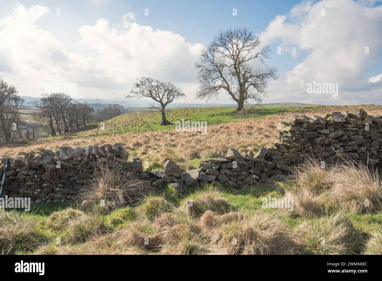 Looking back towards New Pasture plantation whilst on a walk alongside ...