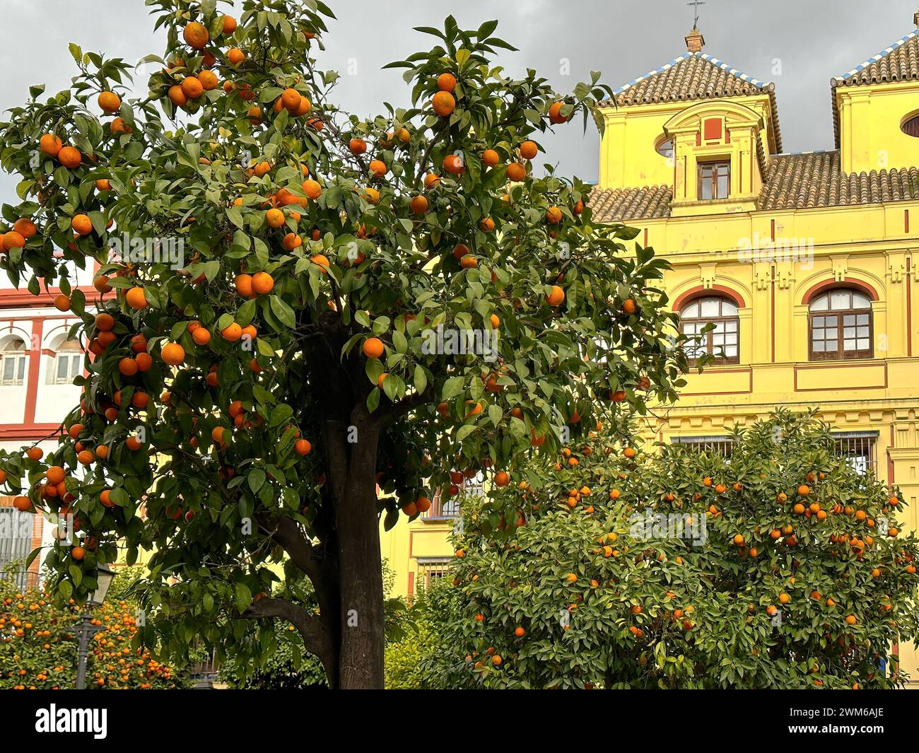 Seville orange tree alcazar hi-res stock photography and images - Alamy