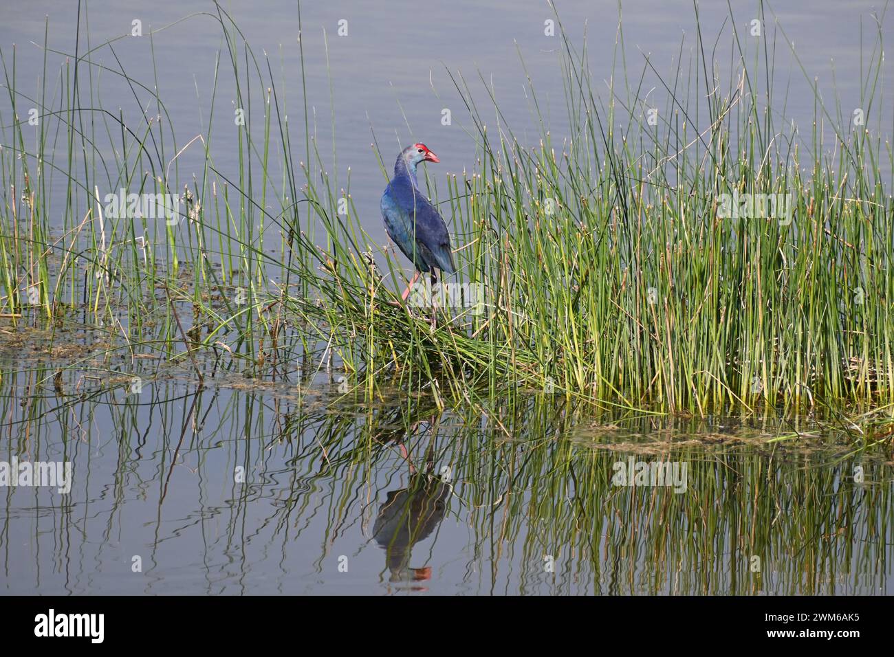A grey headed swamp hen is standing on the tall green grass in the ...