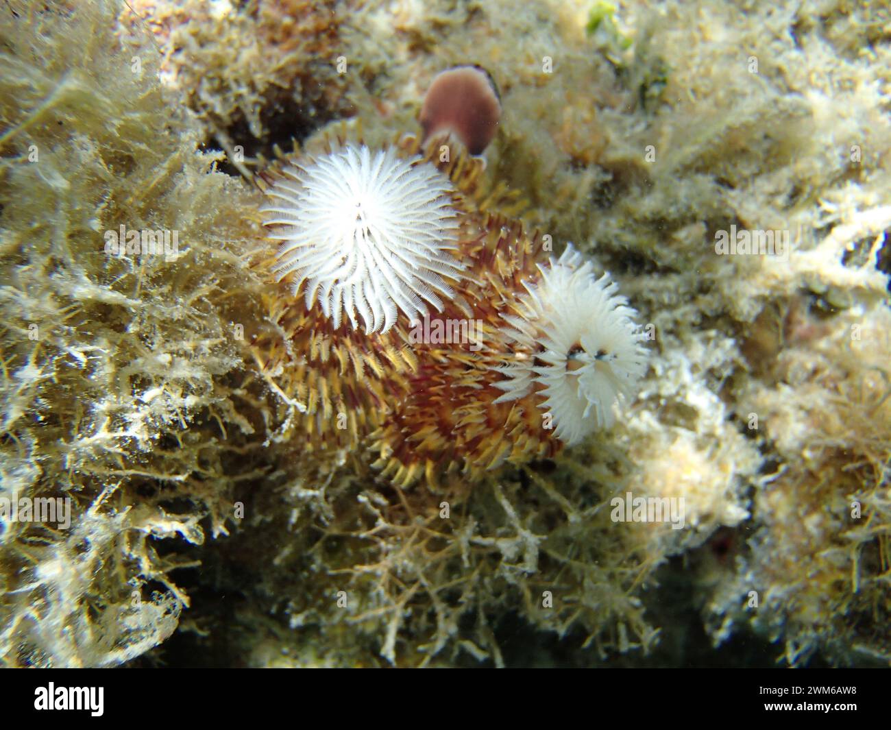 Christmas tree worms underwater sea life Stock Photo - Alamy