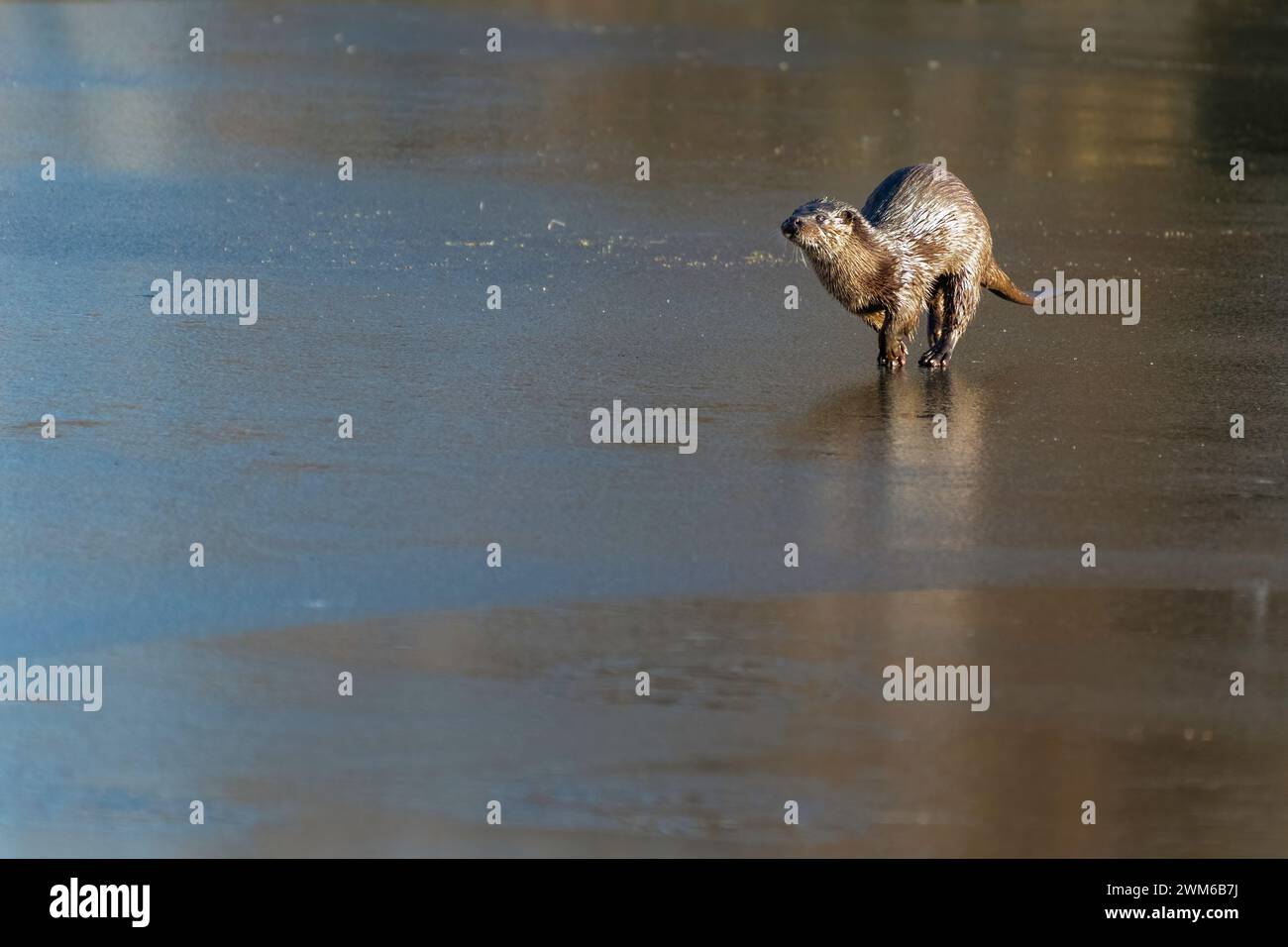 Urban otter uk hi-res stock photography and images - Alamy