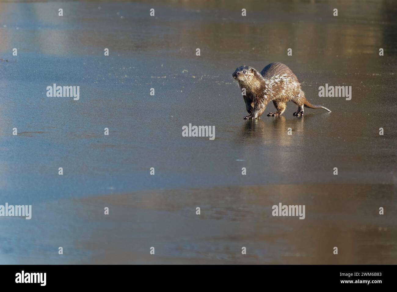 Urban otter uk hi-res stock photography and images - Alamy