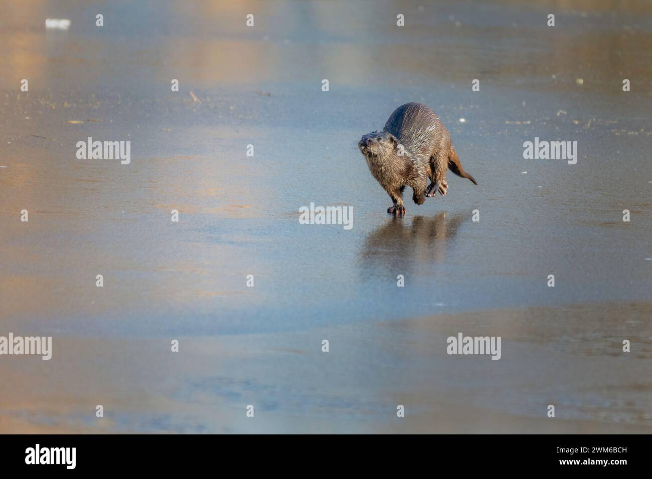 Running otter hi-res stock photography and images - Alamy