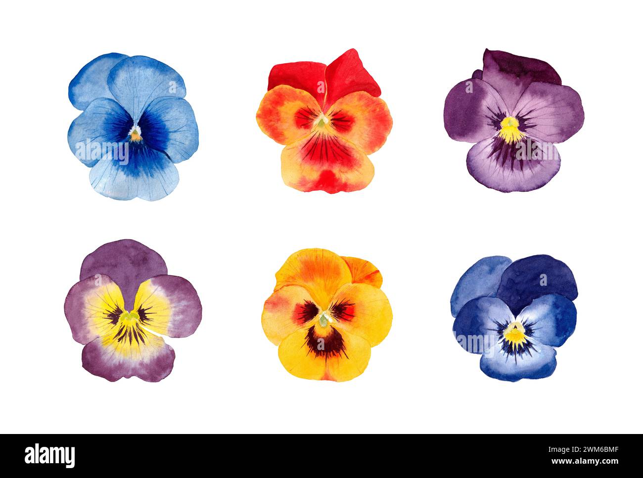 Watercolor pansies set. Hand drawn illustration of spring flowers ...