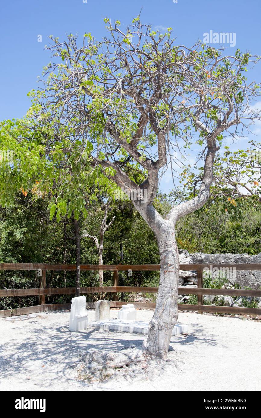 The tree growing next to the replica of famous pirate Blackbeard burial ...