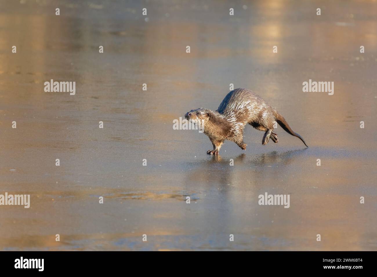Running otter hi-res stock photography and images - Alamy