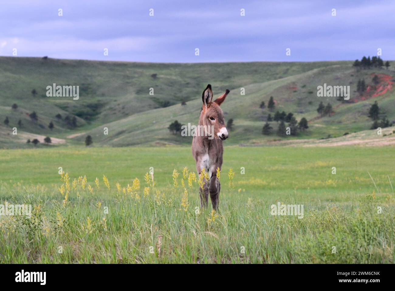 Donkey stands hi-res stock photography and images - Alamy
