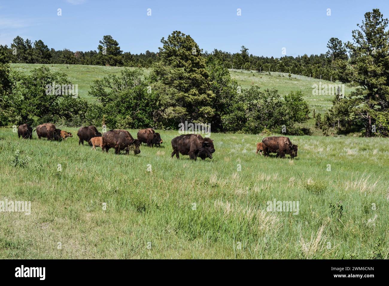 A herd of bison with babies wander the grassy field Stock Photo - Alamy