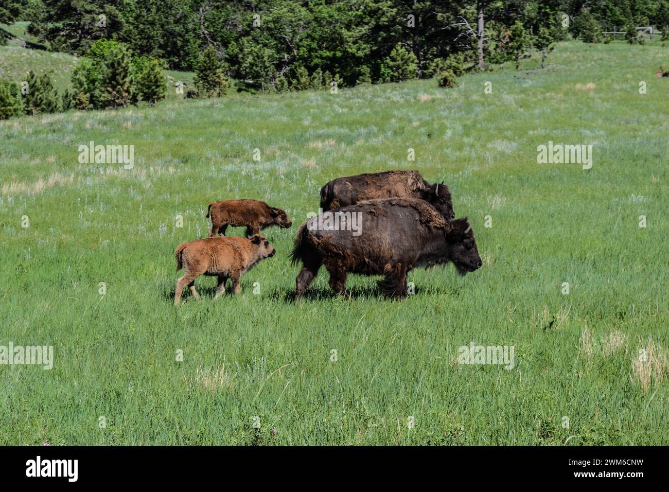 American bison bison bison adults hi-res stock photography and images ...