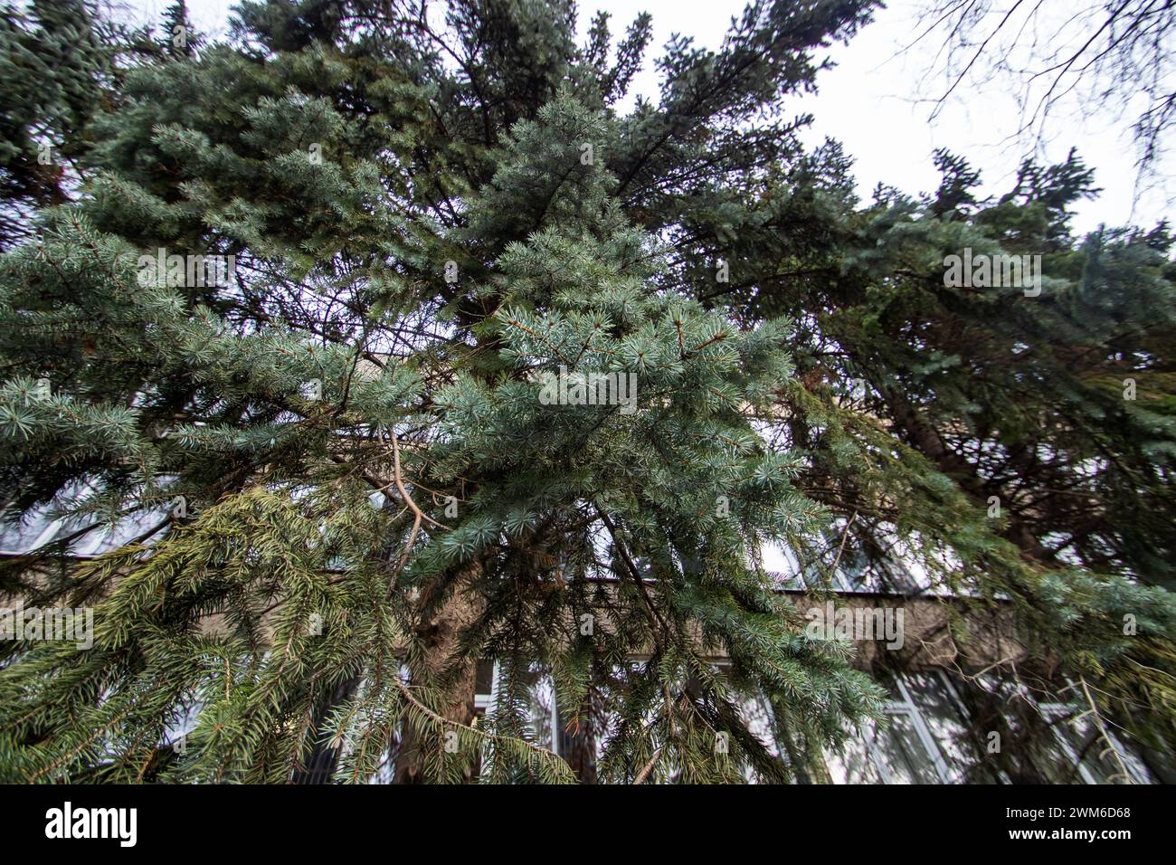 Lush branch of green spruce close up, macrophoto Stock Photo - Alamy