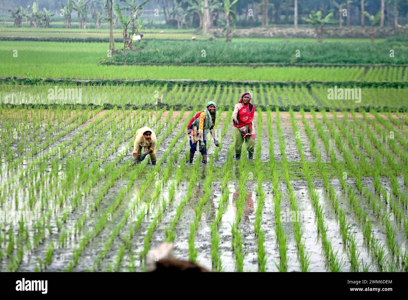 Dhaka, Bangladesh. 22nd Feb, 2024. Women farmer works in a paddy field in Bogurar District on ...