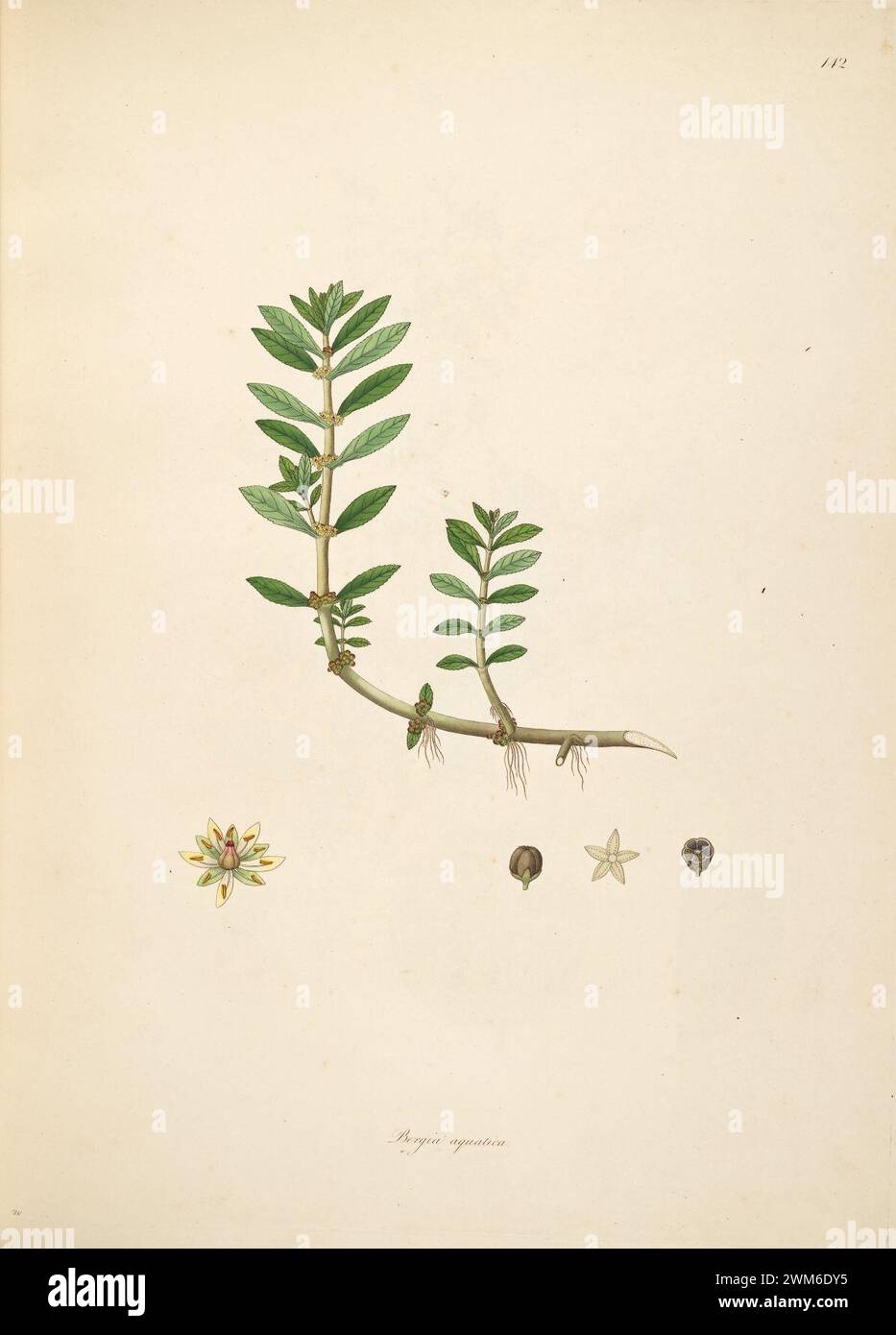 Bergia capensis Roxburgh 1798 2-142 Stock Photo - Alamy