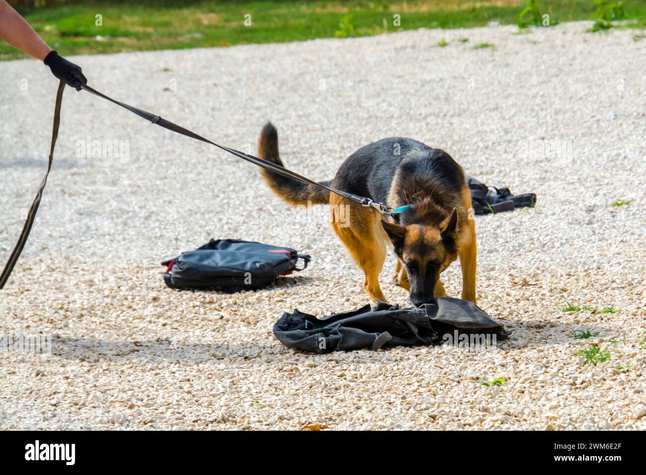 German shepherd dog work hi-res stock photography and images - Alamy