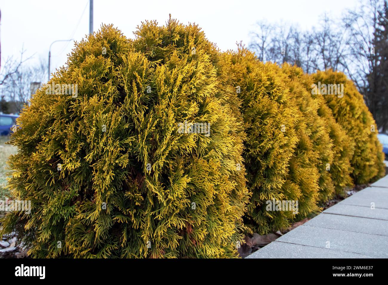 Yellow evergreen shrubs on the lawn close up Stock Photo - Alamy