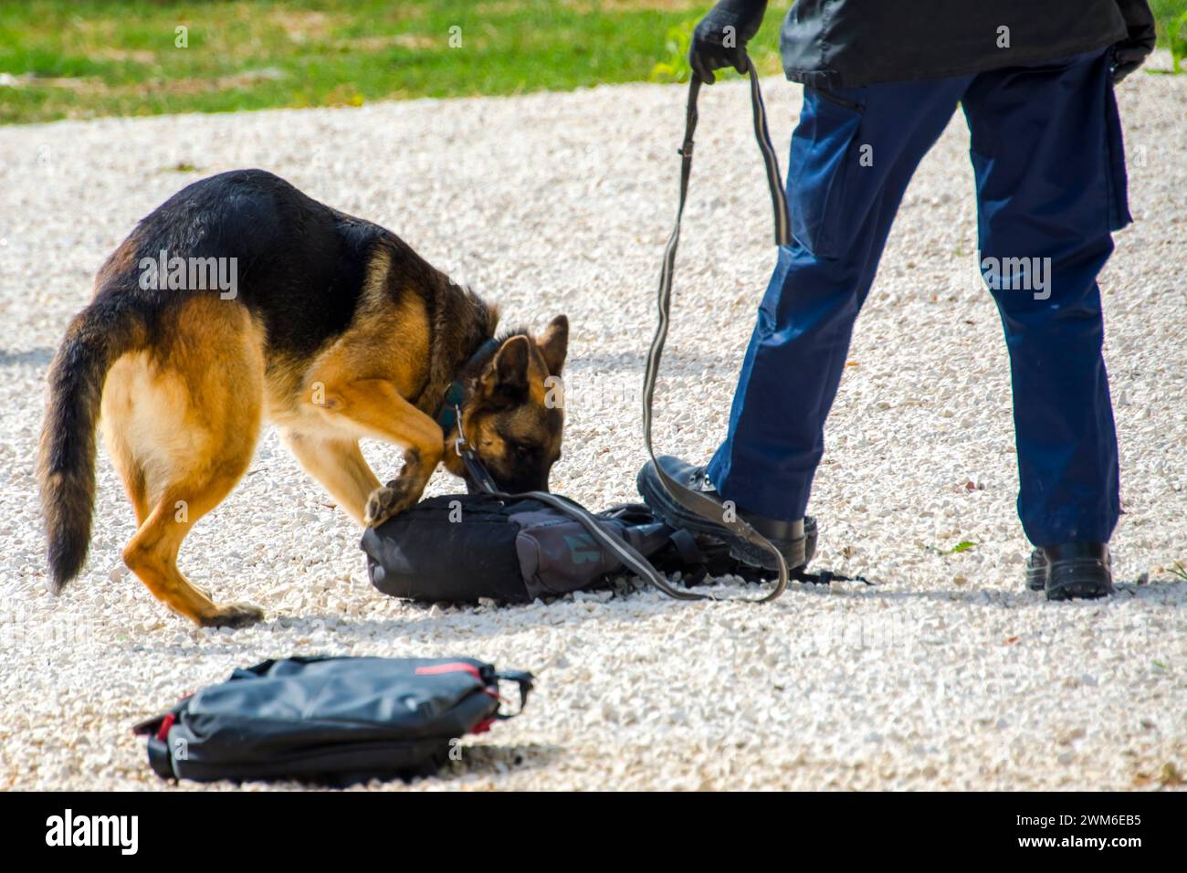 German shepherd drug hi-res stock photography and images - Alamy