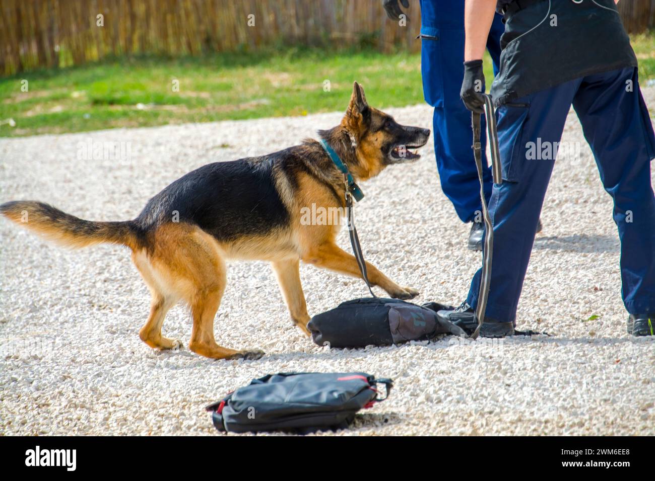 German shepherd drug hi-res stock photography and images - Alamy