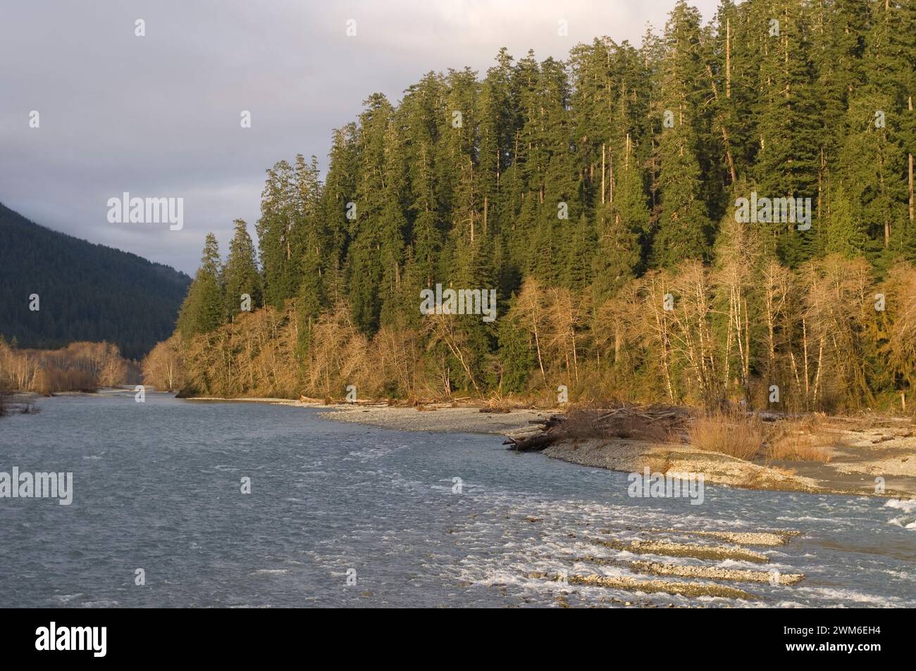 Quinault river in Olympic National Park, Olympic Peninsula, Washington ...