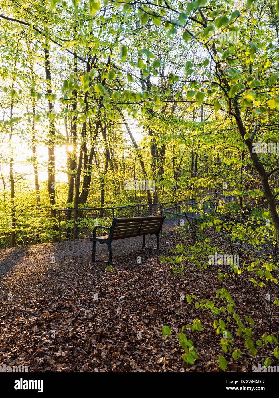 A solitary bench bathes in the warm glow of the spring morning sun ...