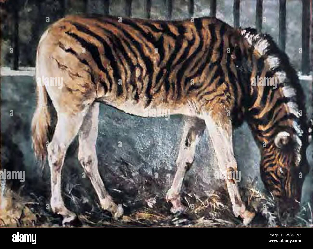 Berlin Zoo dauw zebra Stock Photo - Alamy