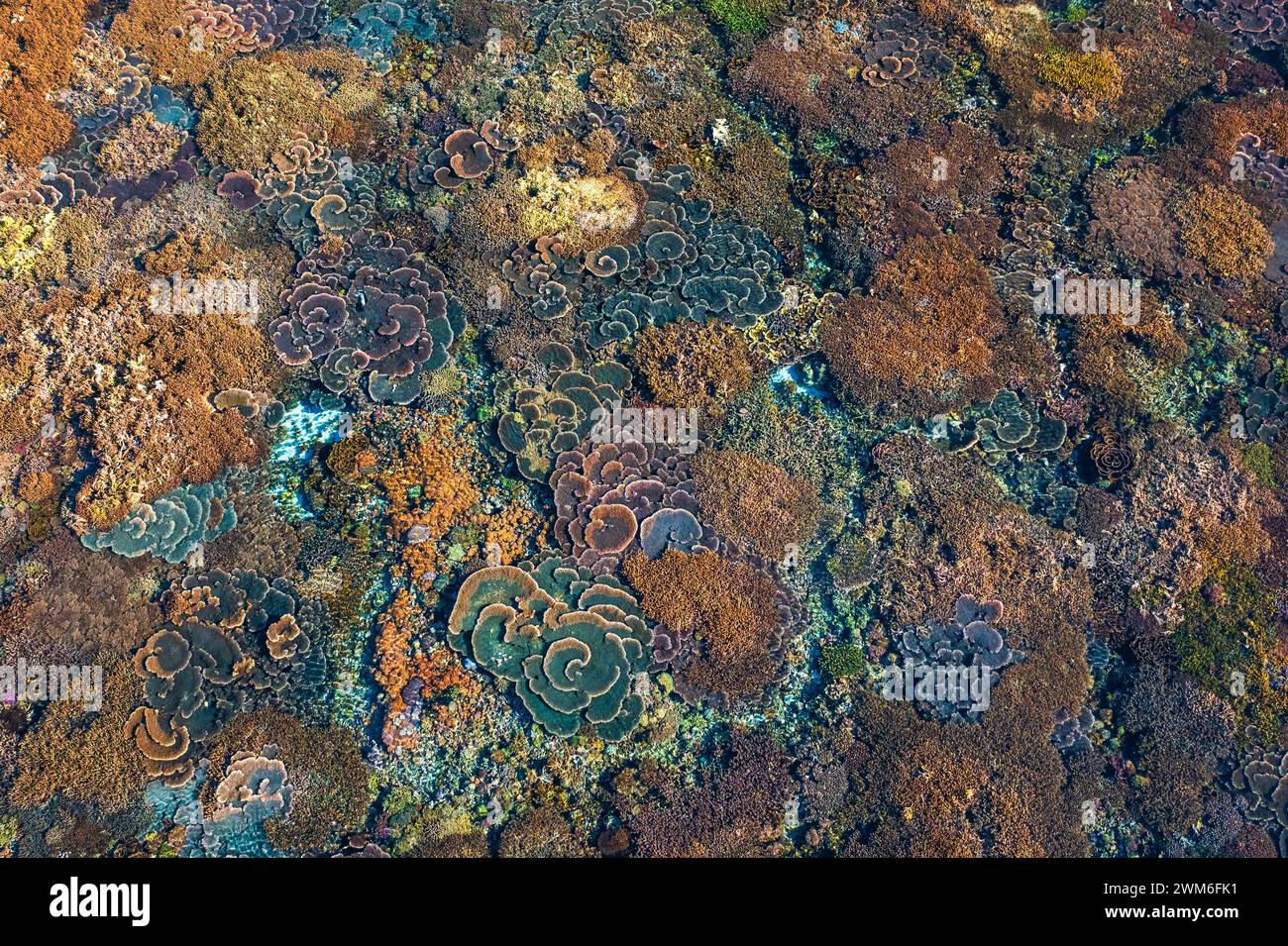 Coral reef from above hi-res stock photography and images - Alamy