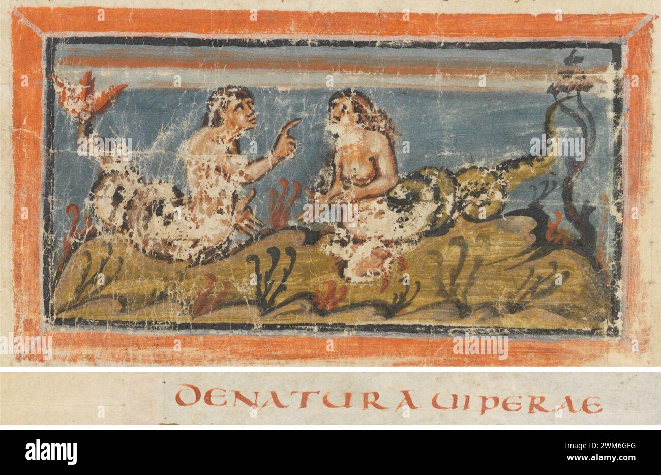 Viperae hi-res stock photography and images - Alamy