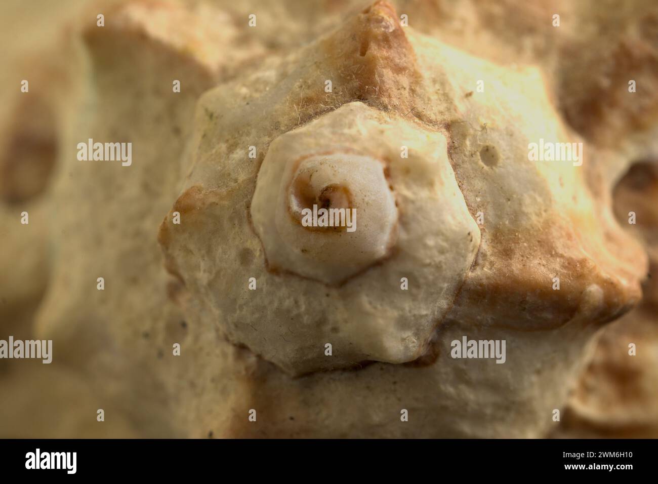 Conch shell seashell spiral hi-res stock photography and images - Alamy