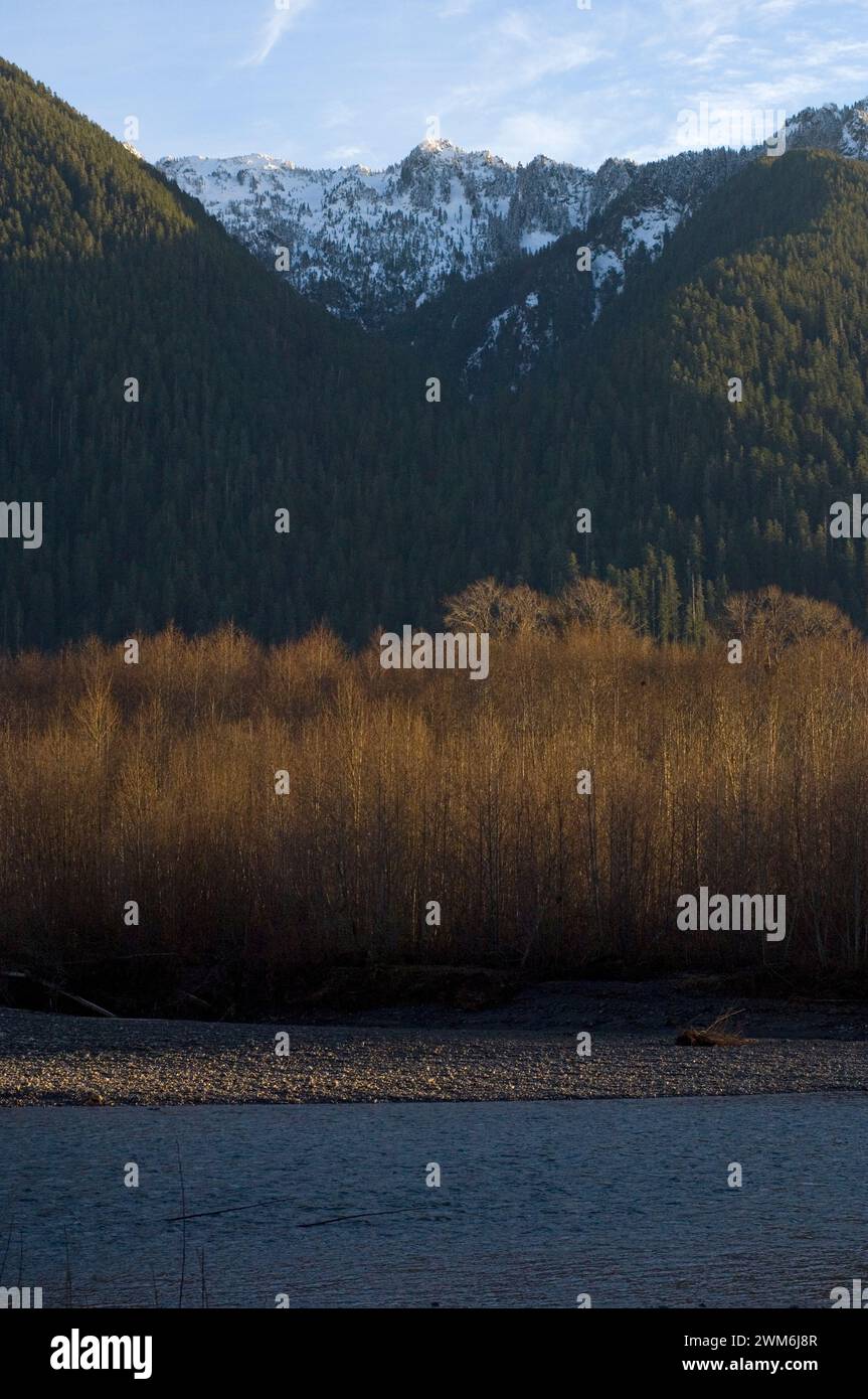 Quinault river in Olympic National Park, Olympic Peninsula, Washington ...