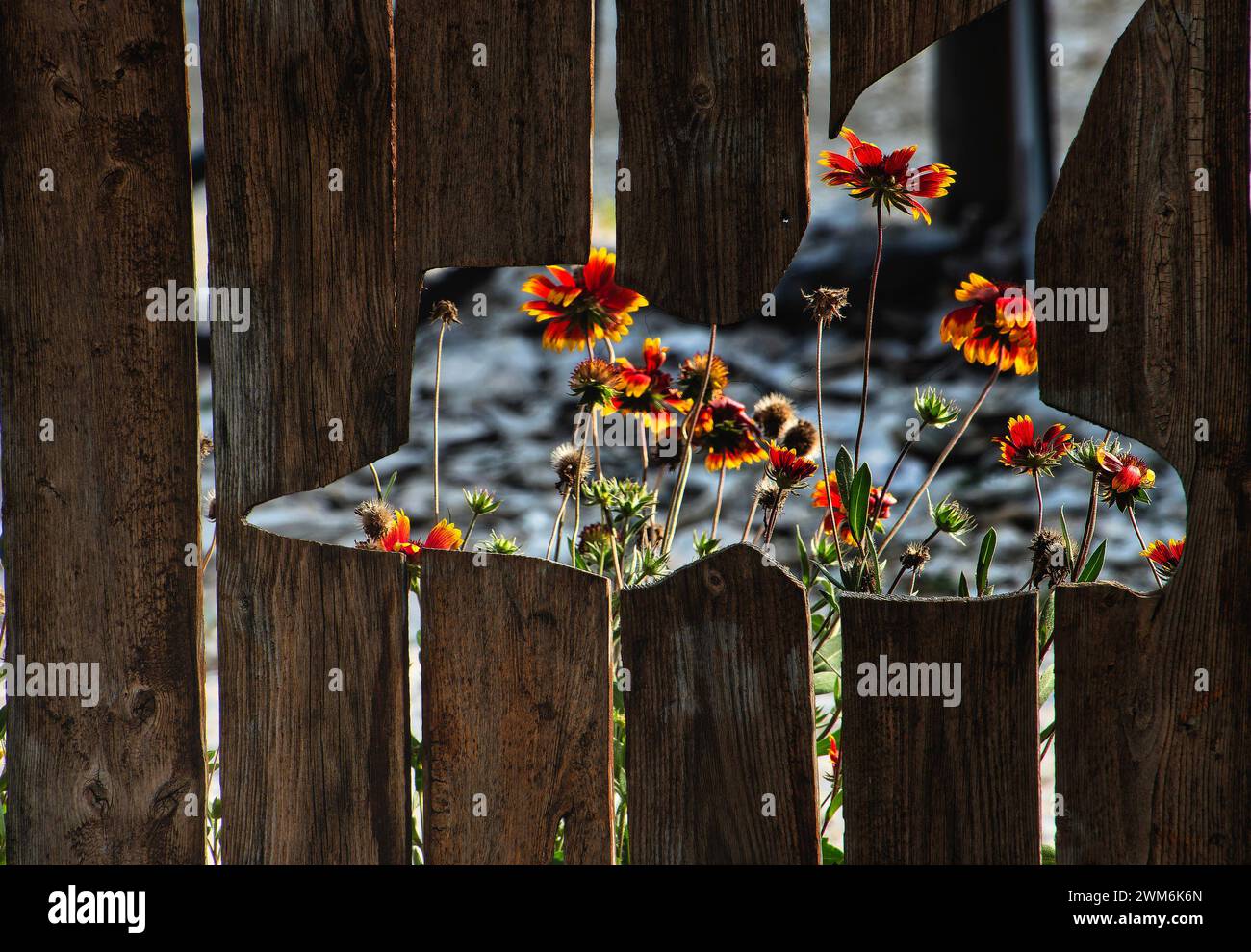 View through a broken wooden fence hi-res stock photography and images ...