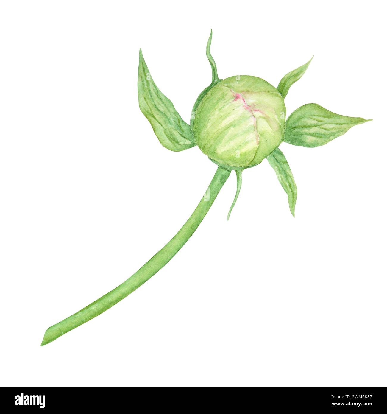 Peony bud watercolor hand drawn painting. Realistic flower clipart ...
