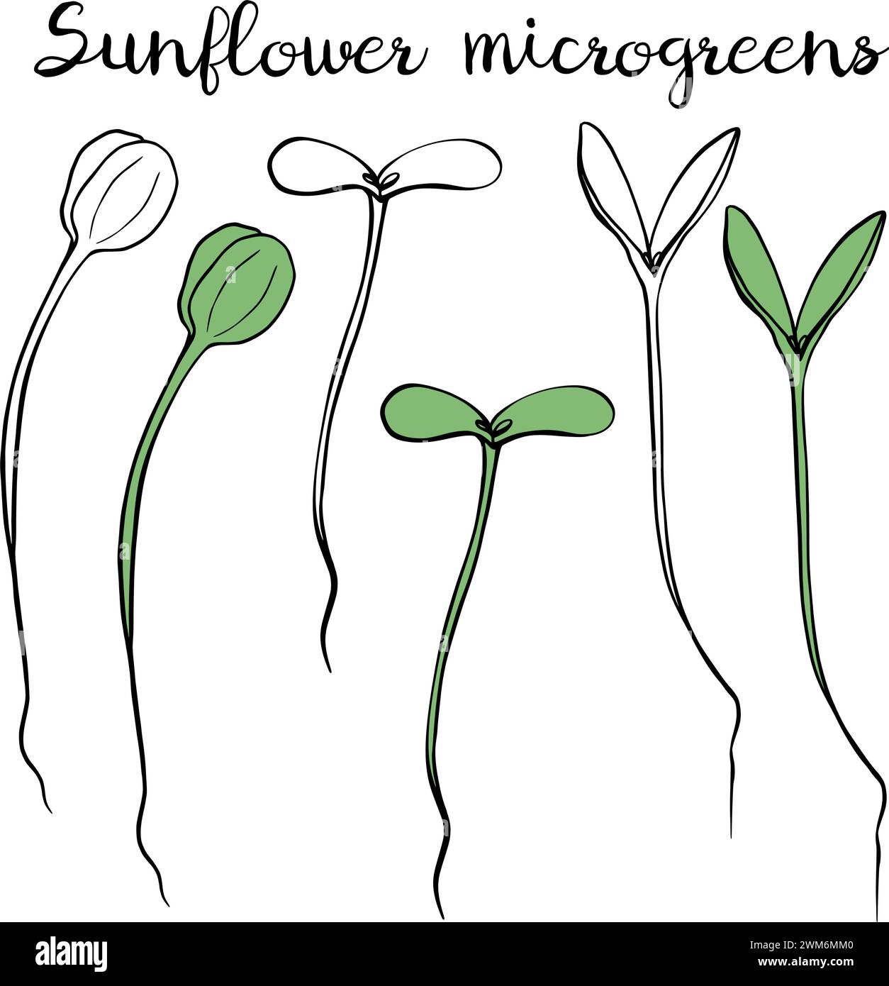 Sunflower microgreens vector hand drawn illustration. Contour and green ...