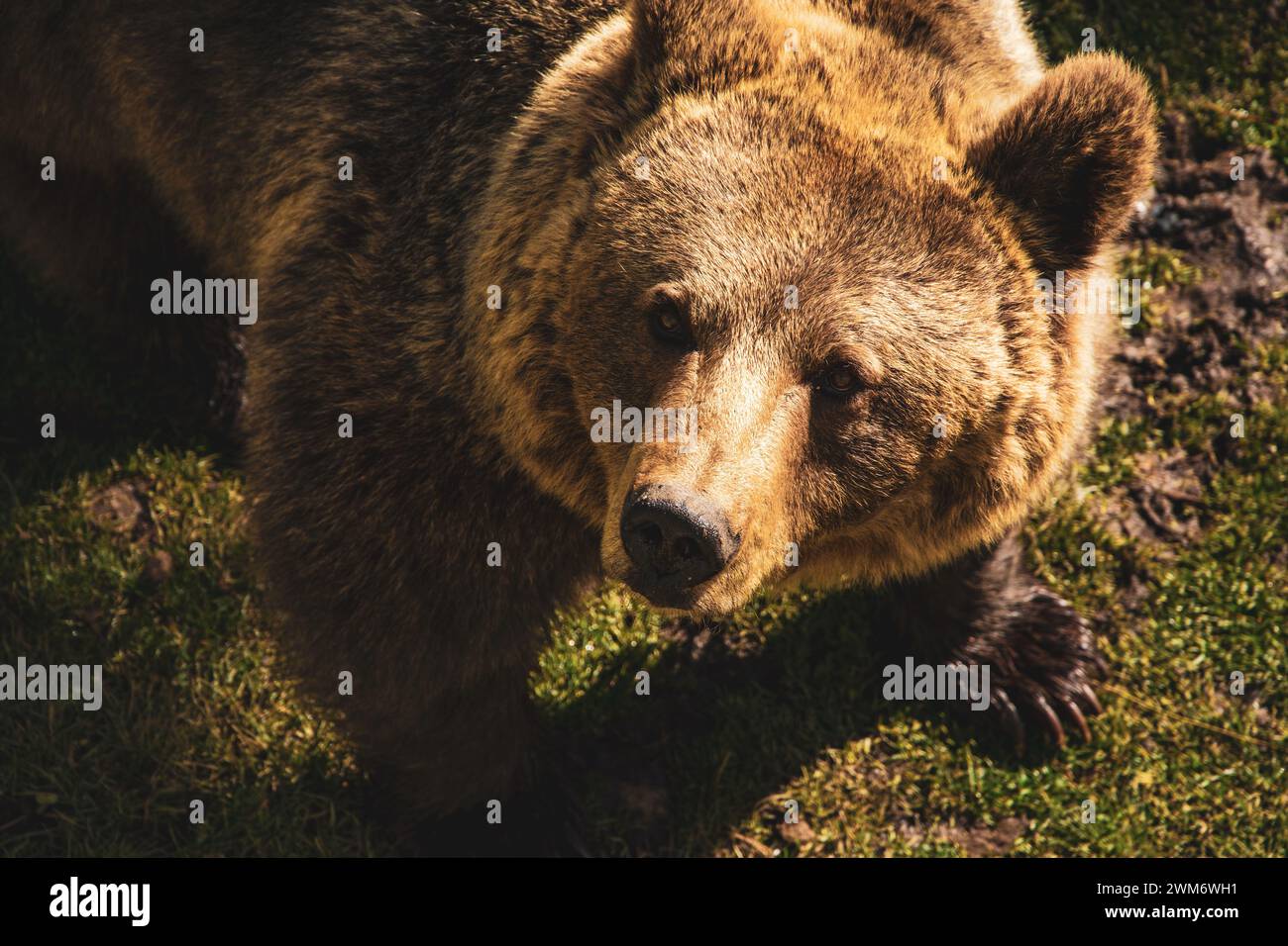 the questioning look of a bear towards the photographer Stock Photo - Alamy