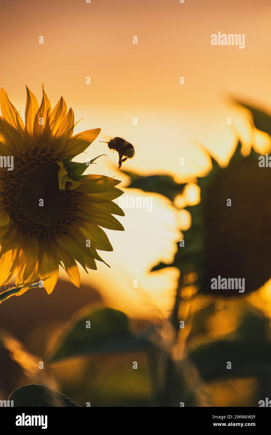 a bee collects pollen from sunflowers at the end of the day as the sun ...