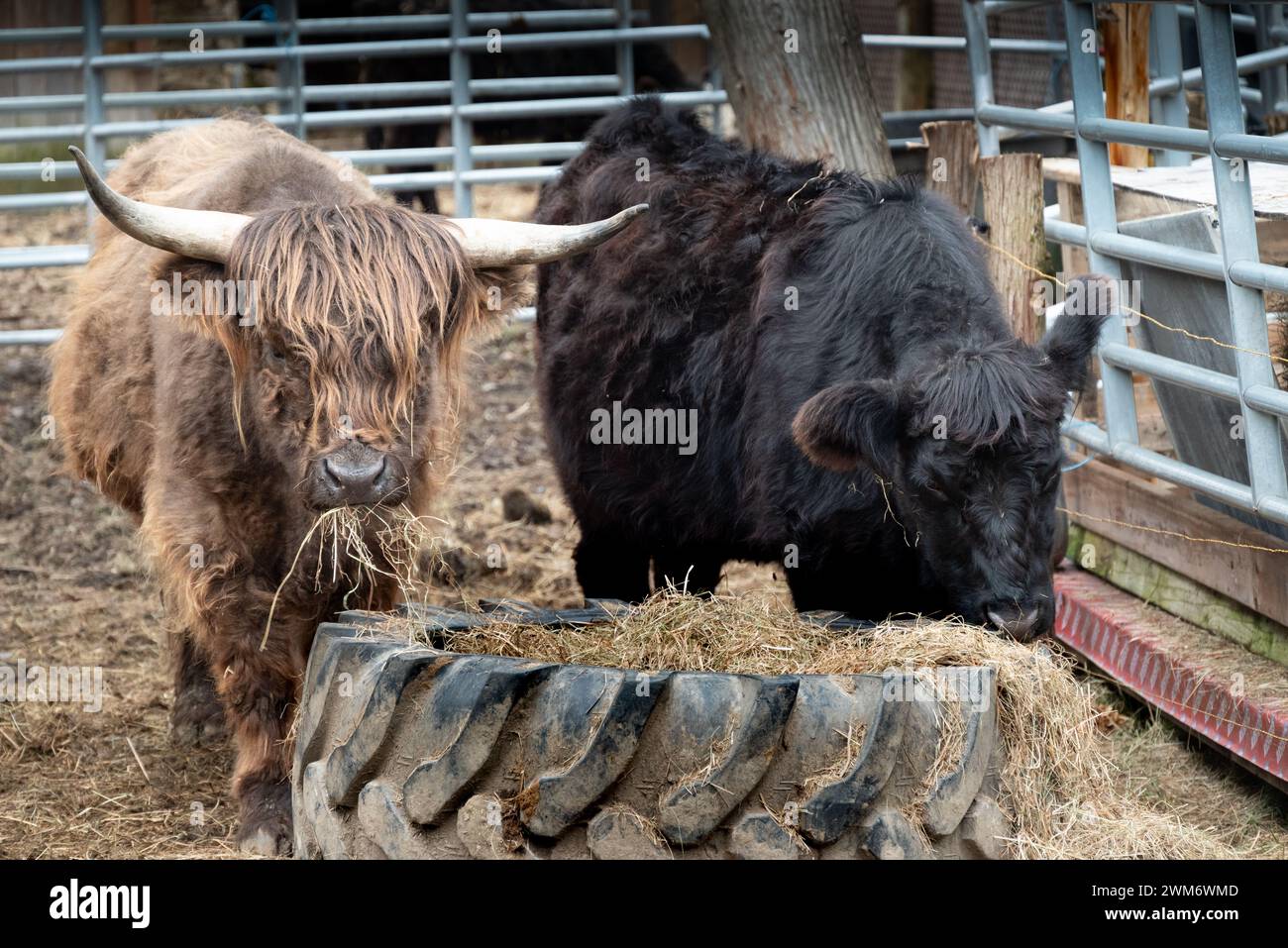 Bull eating grass hi-res stock photography and images - Alamy