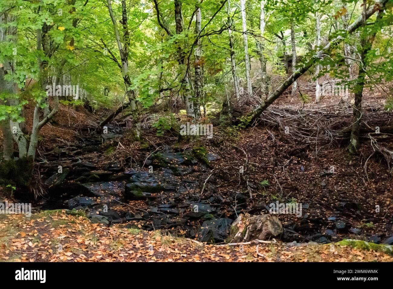 Beech moss in misty hi-res stock photography and images - Alamy