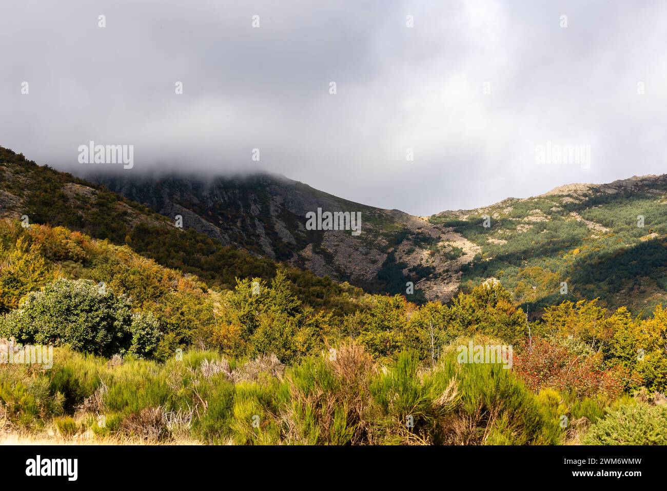 Tranquility trees hi-res stock photography and images - Alamy