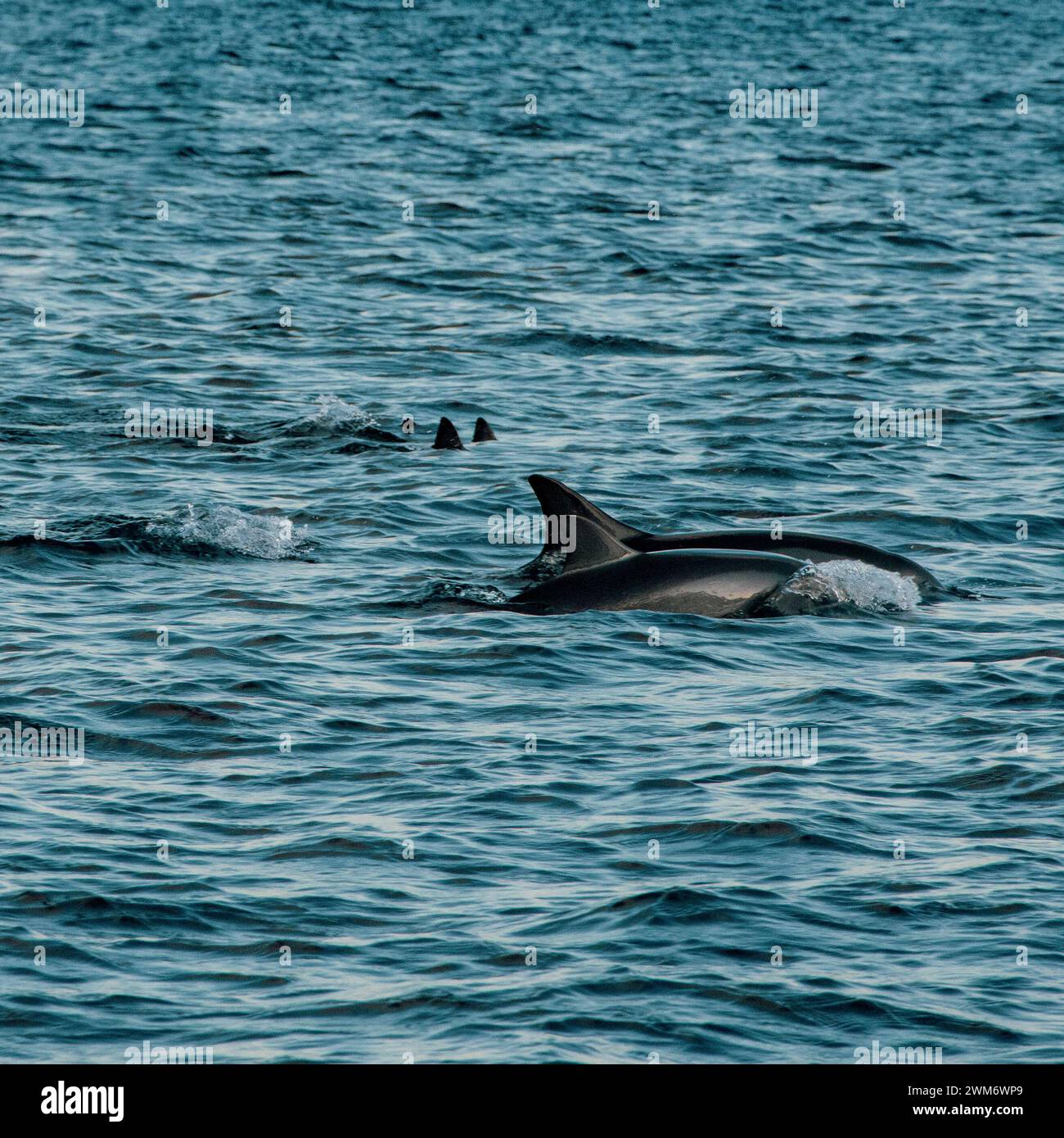 Mauritius dolphins playing with boats and tourists Stock Photo - Alamy