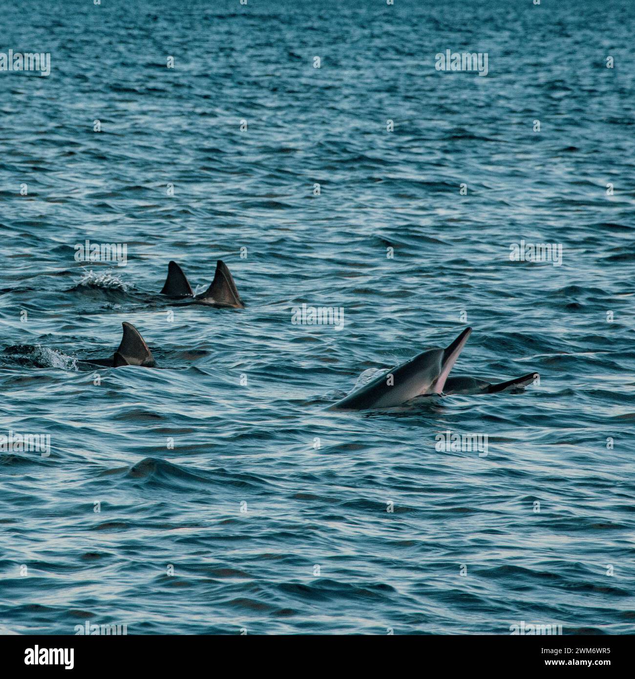 a dolphin takes some air before diving back to play with other dolphins ...