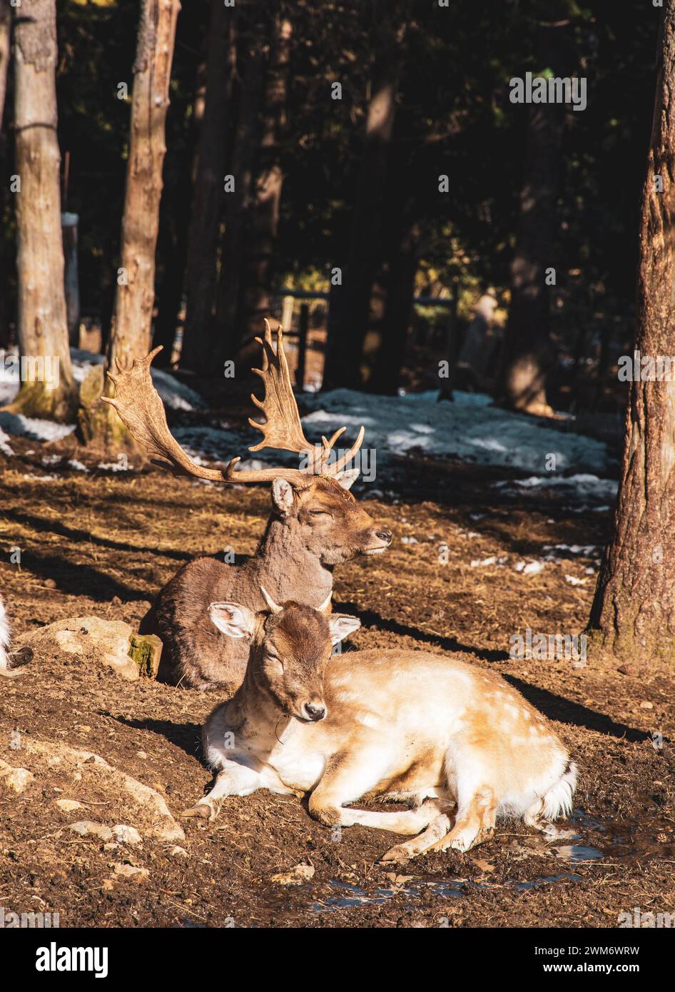 A doe and a deer enjoy the sun in the forest while the snow melts Stock ...