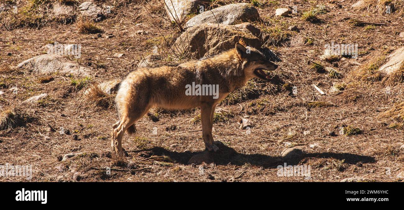 A wolf who has been ejected from the pack as shown by his tail tucked ...