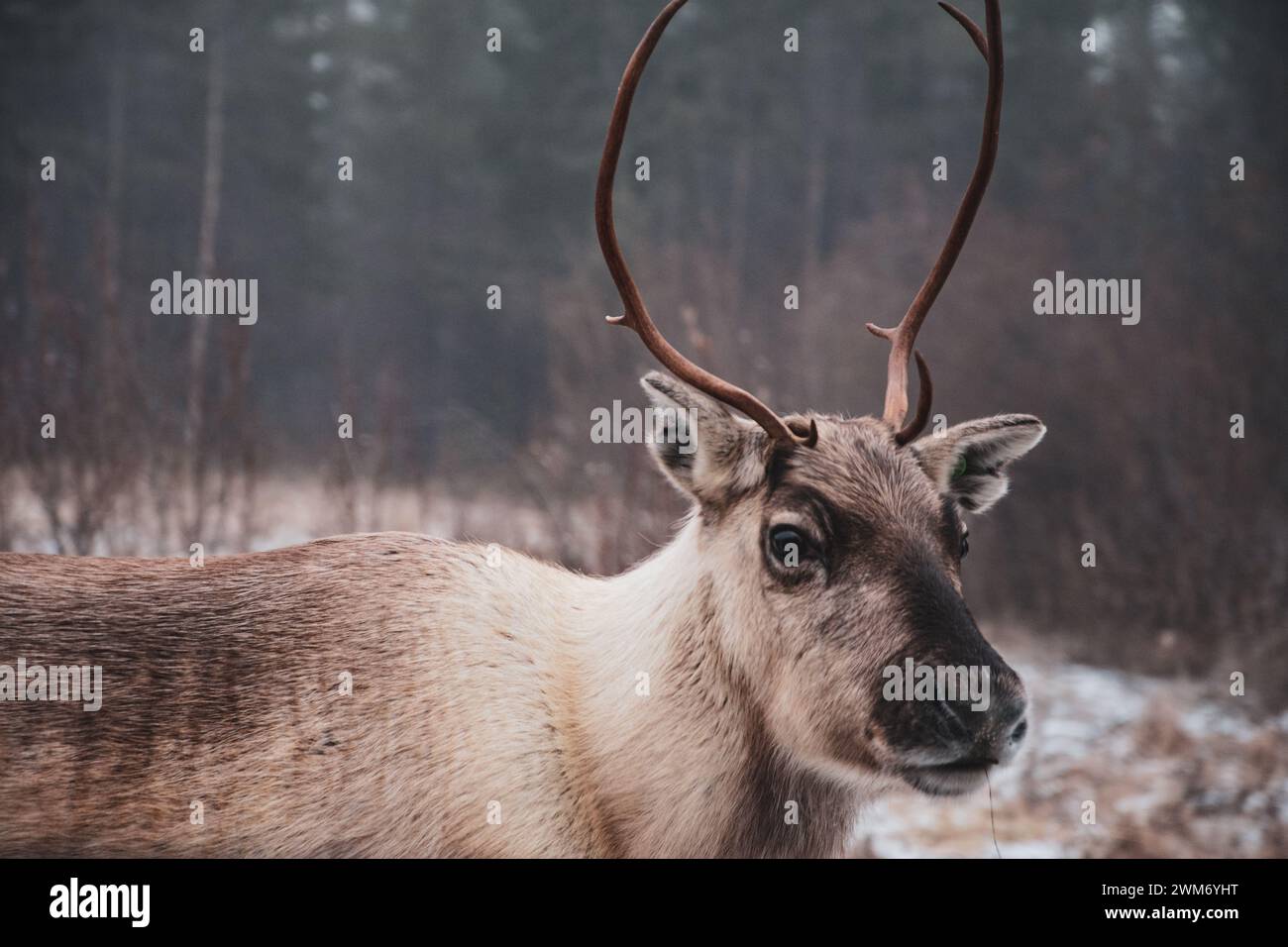 A Close look of the face of a reindeer in lapland Stock Photo - Alamy