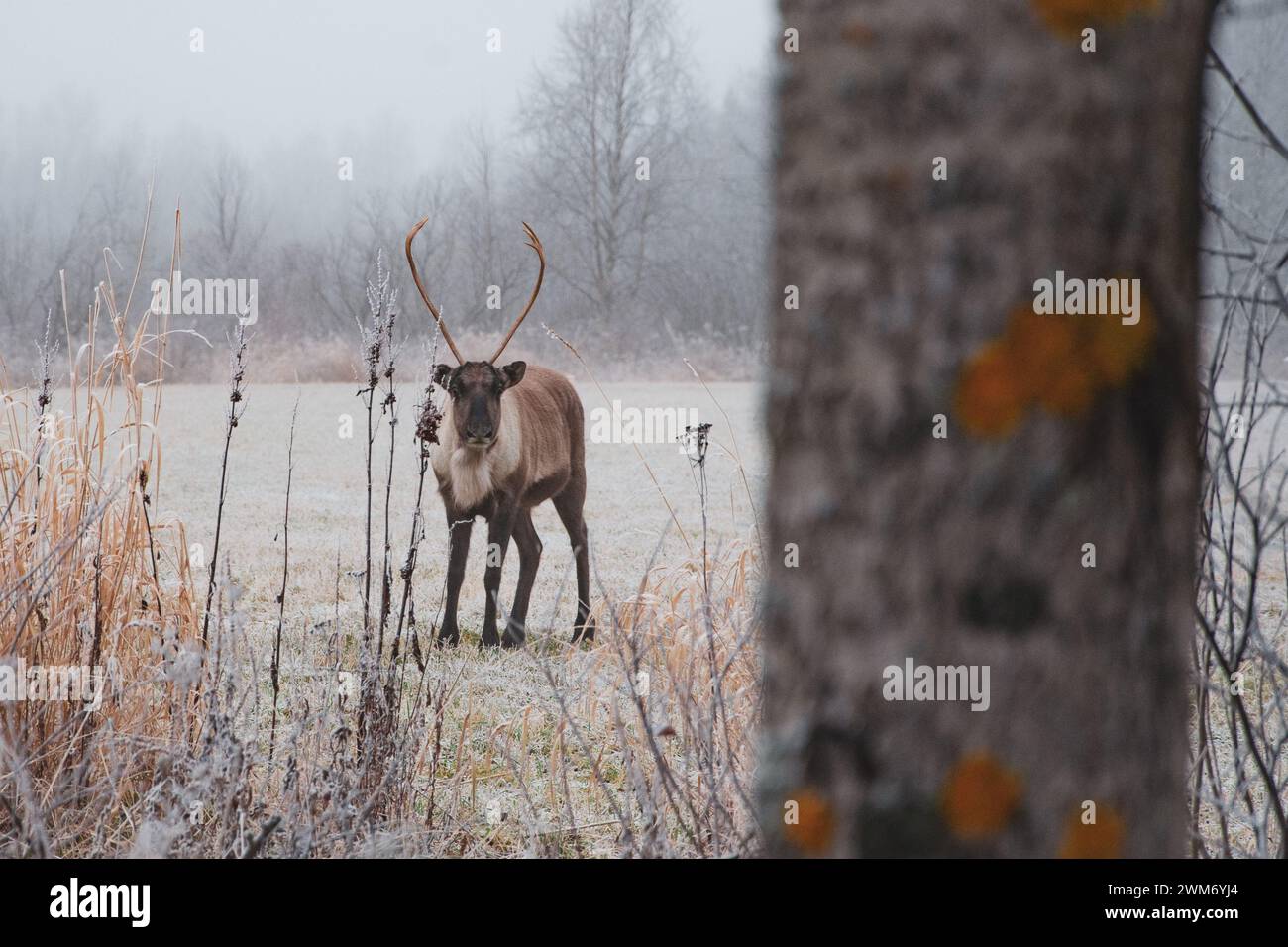 A Reindeer is looking at the photographer who wanted to hide behind a ...