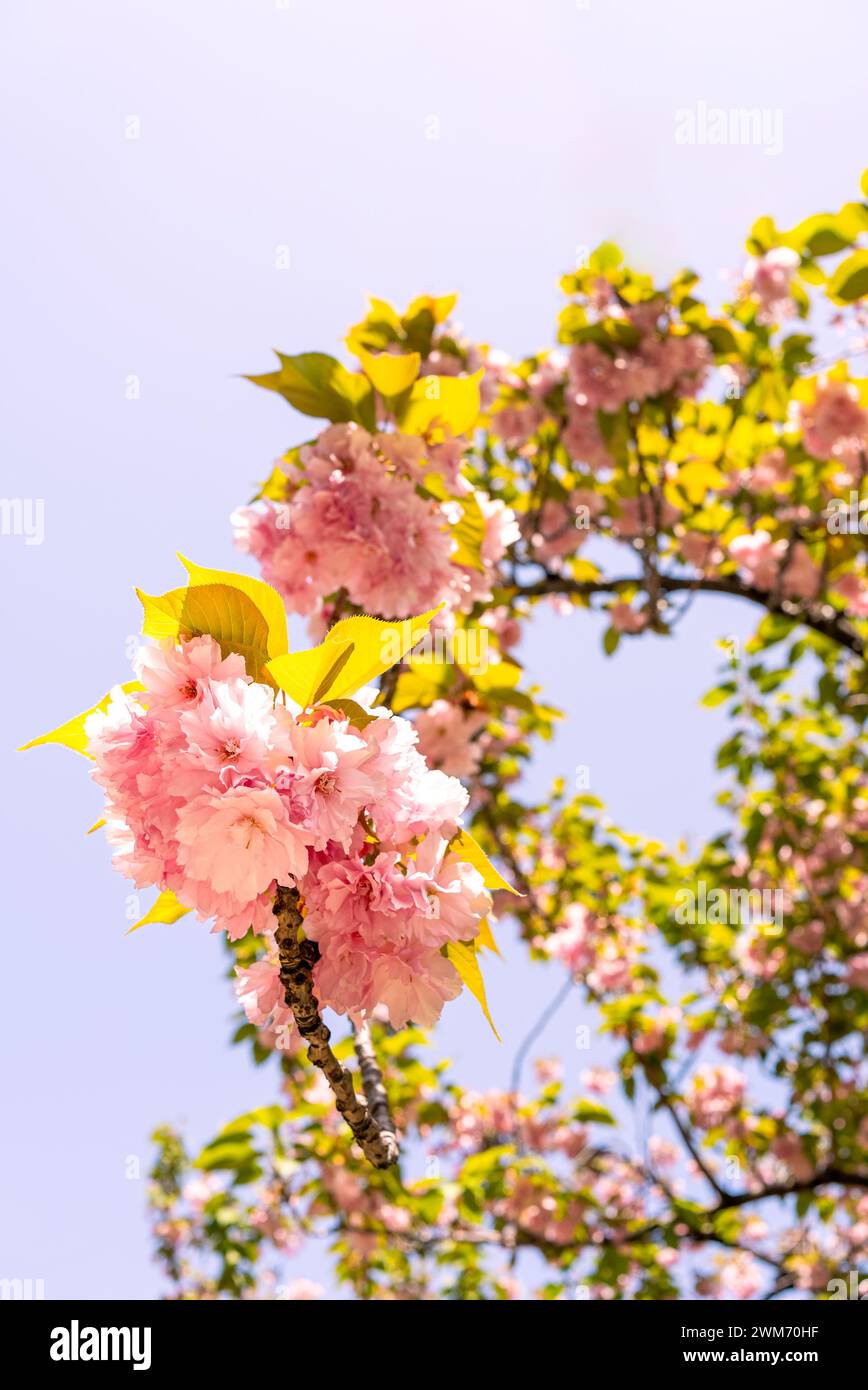 A Japanese garden at the heart of Tokyo, pink cherry trees burst into ...