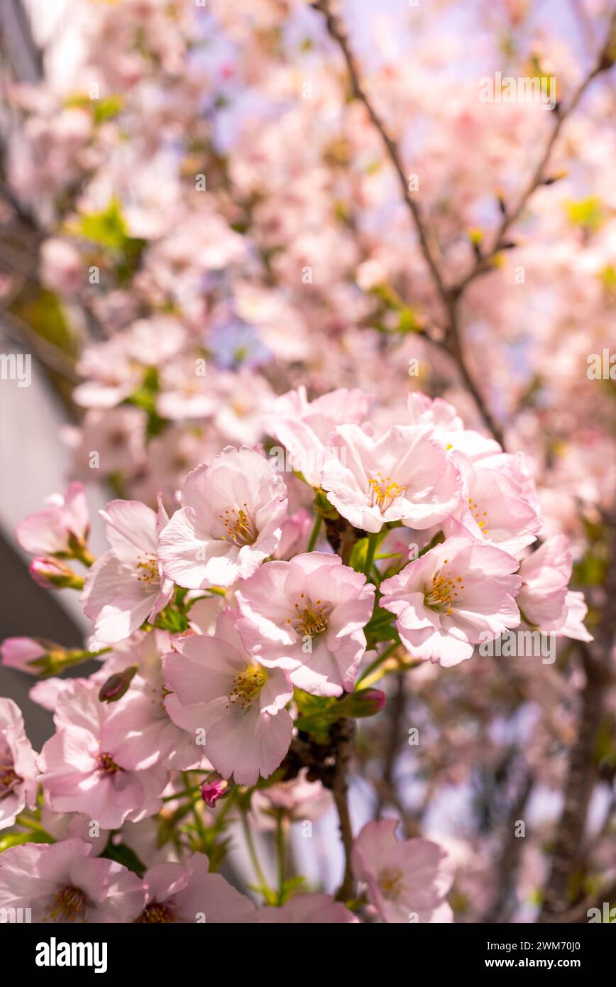 In the Tokyo city, a Japanese garden with the cherry trees adorned in ...