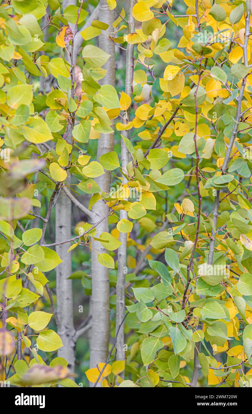 Aspen landscape hi-res stock photography and images - Alamy