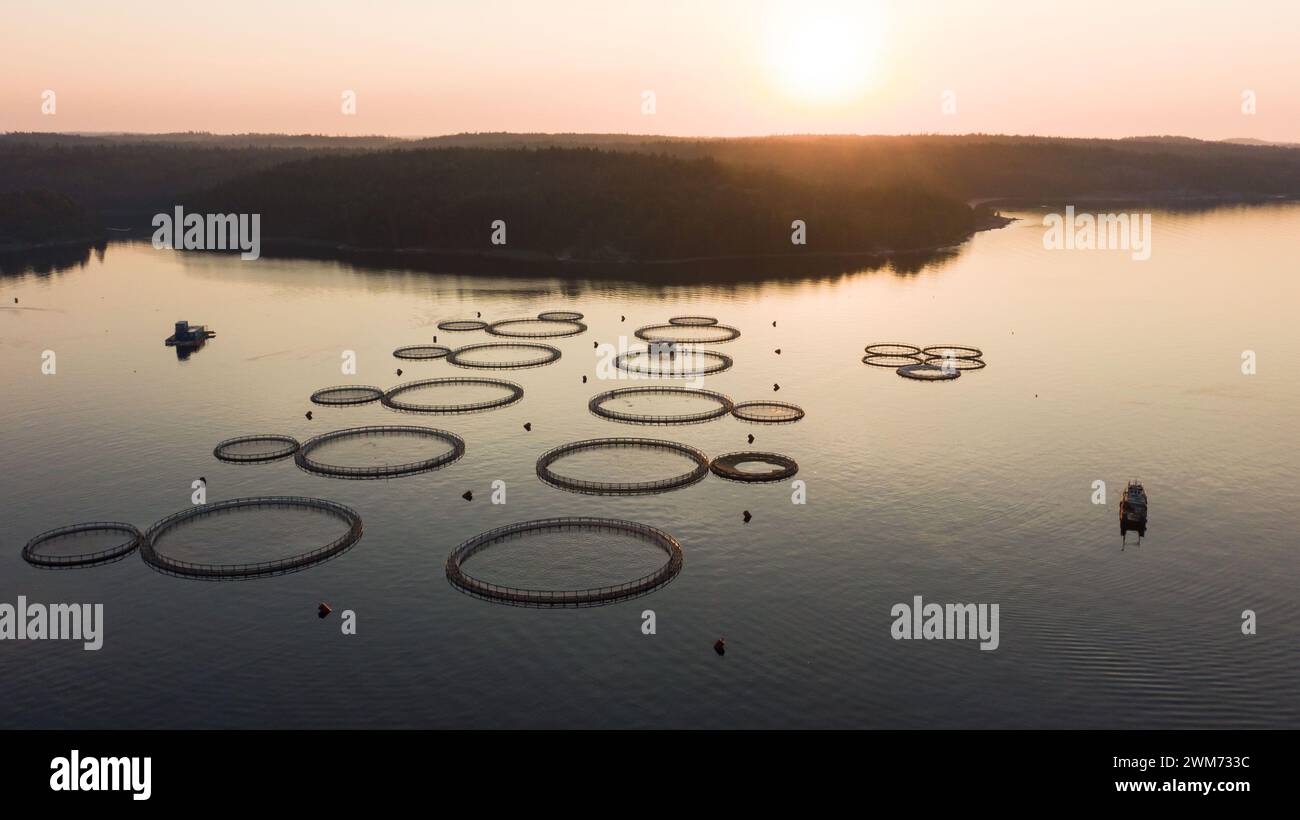 Fishing farm, trout farming. Tranquil dawn casts a golden hue over an ...