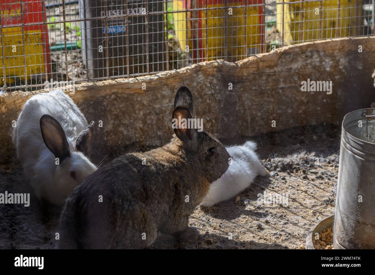 Jumping jack rabbit hi-res stock photography and images - Alamy