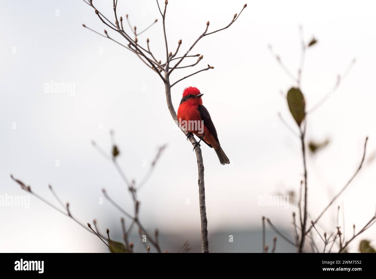 Vermilion Flycatcher (Pyrocephalus rubinus) perched in a tree in ...